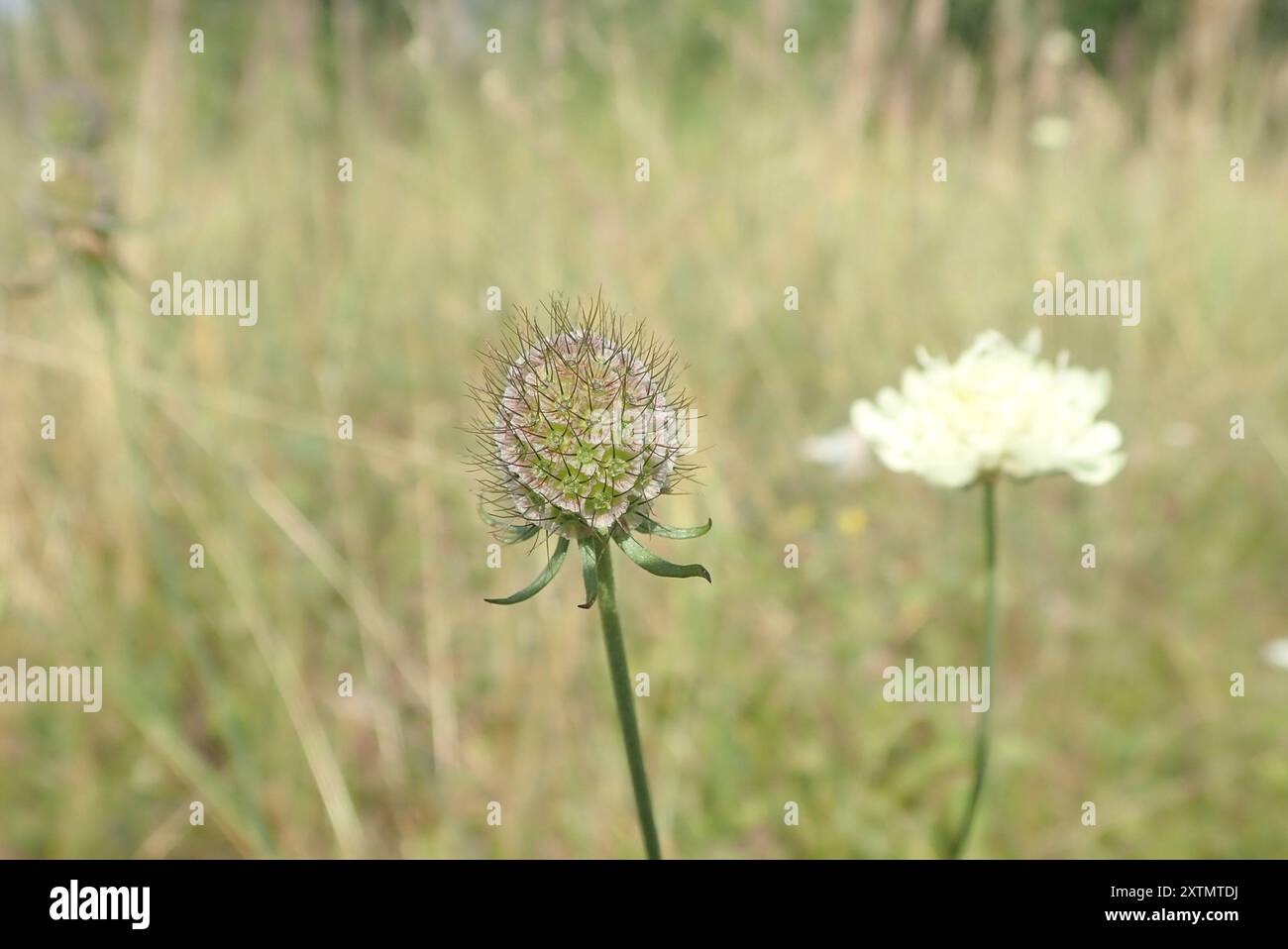 Cream Scabious (Scabiosa ochroleuca) Plantae Stock Photo - Alamy