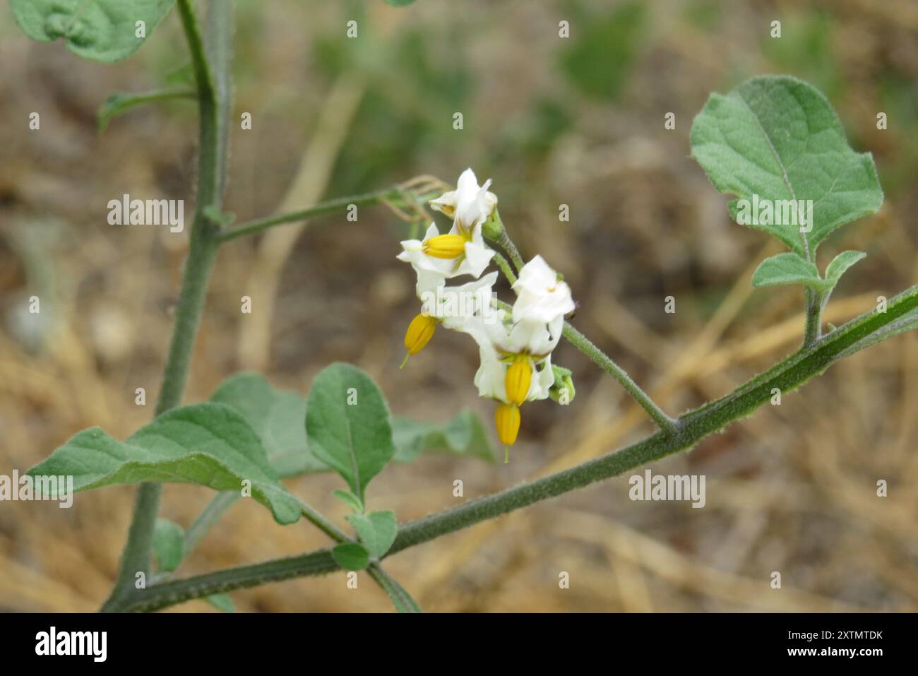 greenspot nightshade (Solanum douglasii) Plantae Stock Photo - Alamy