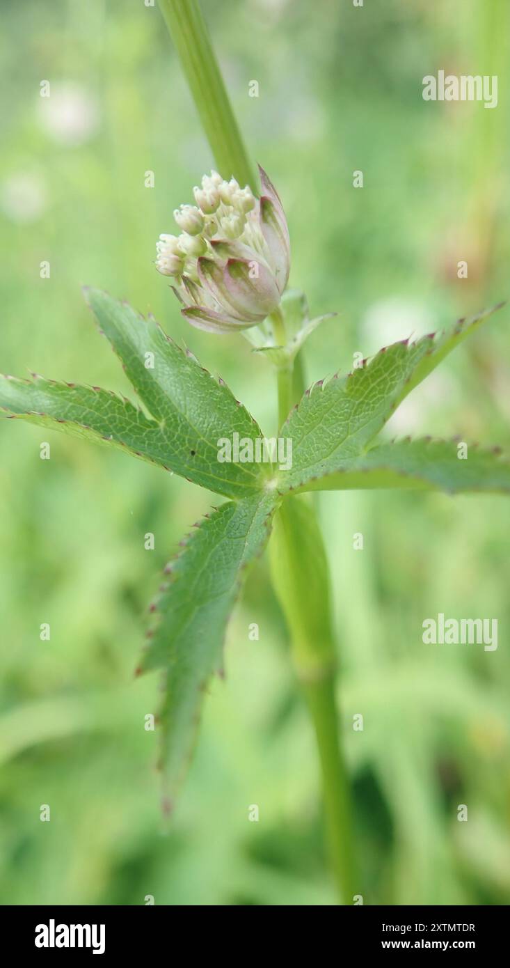 great masterwort (Astrantia major) Plantae Stock Photo - Alamy