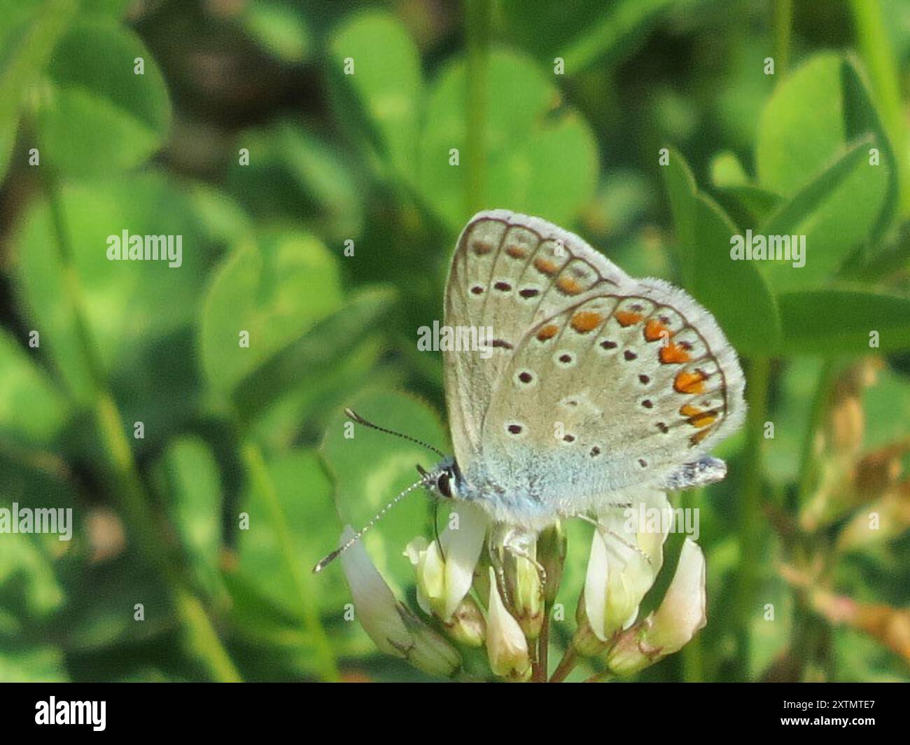 Common Blue (Polyommatus icarus) Insecta Stock Photo - Alamy