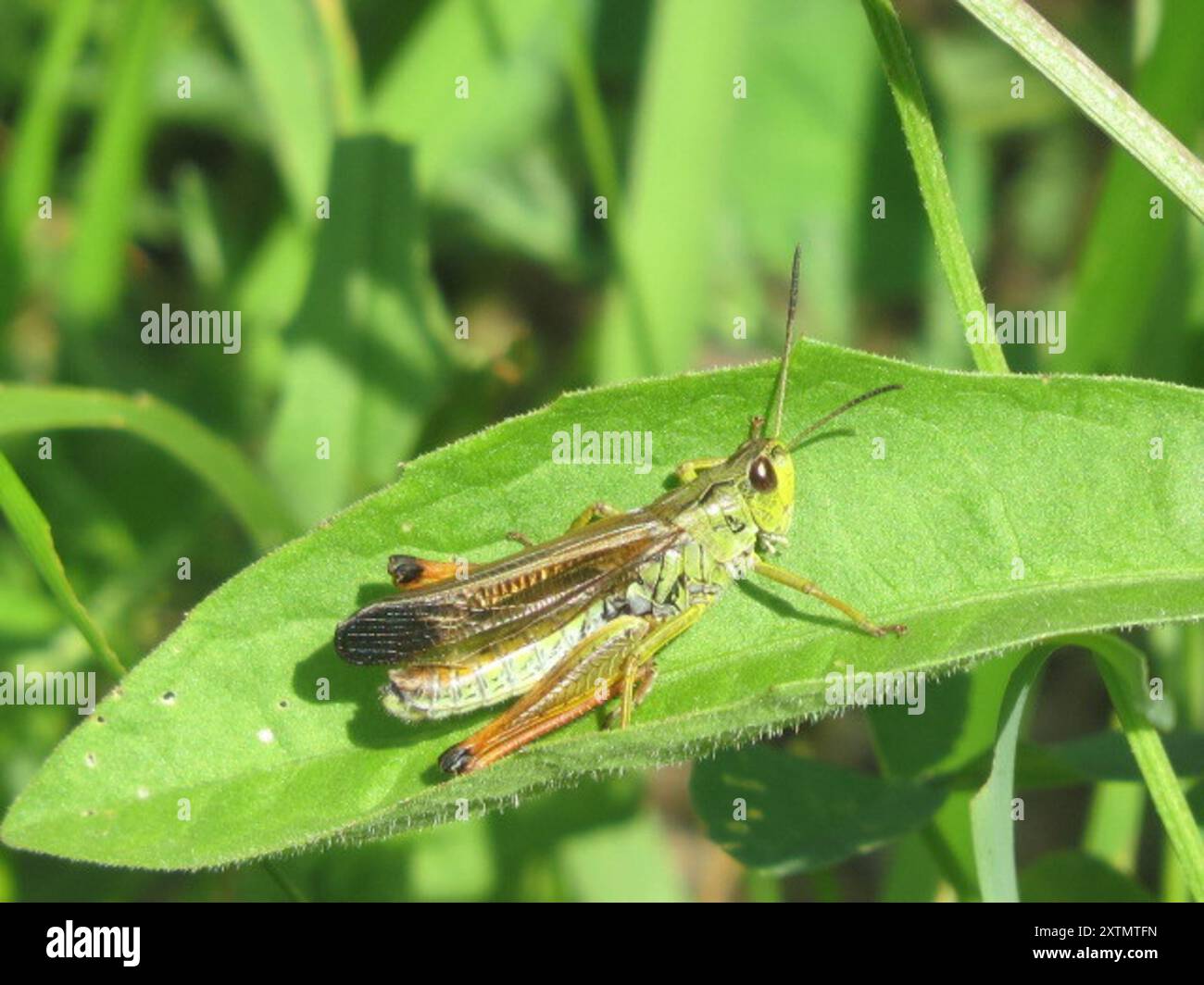 Ladder Grasshopper (Stauroderus scalaris) Insecta Stock Photo - Alamy