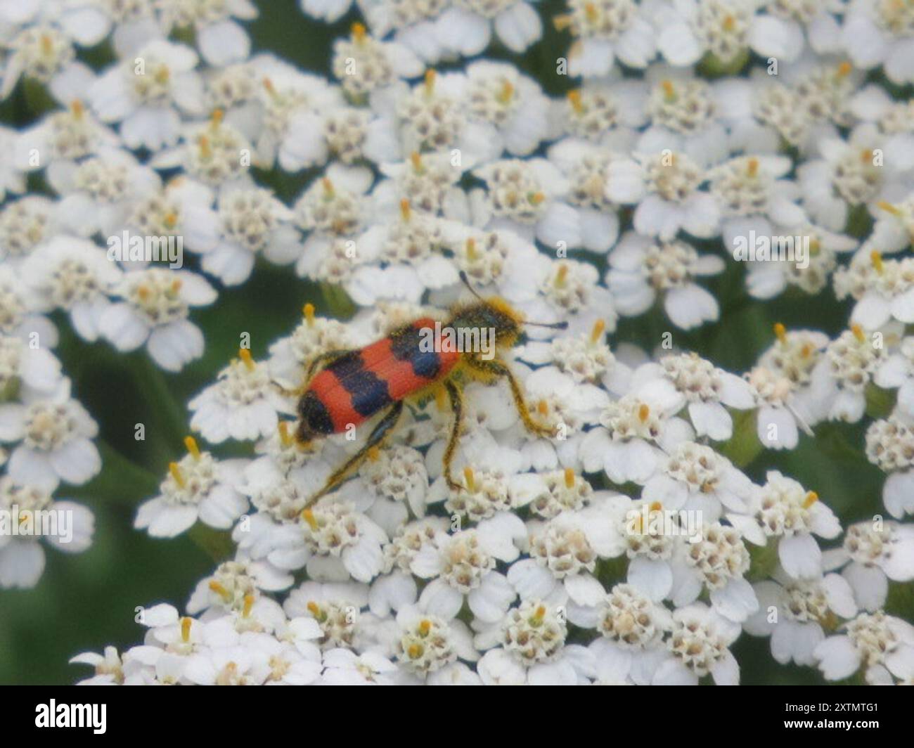Bee-eating Beetle (Trichodes apiarius) Insecta Stock Photo - Alamy