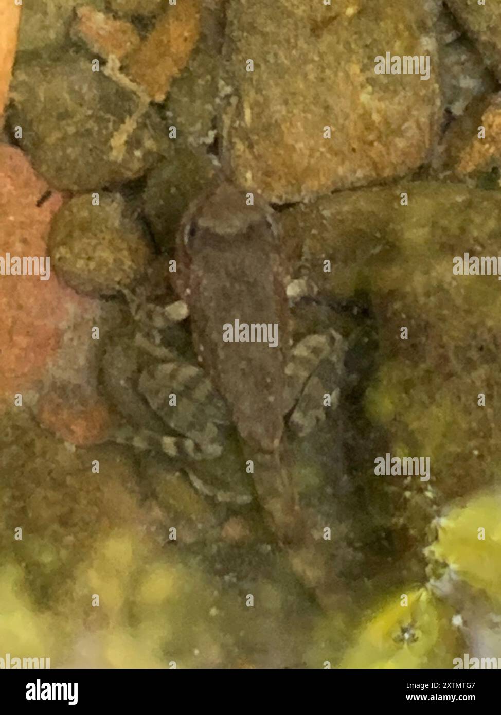 Foothill Yellow-legged Frog (Rana boylii) Amphibia Stock Photo - Alamy