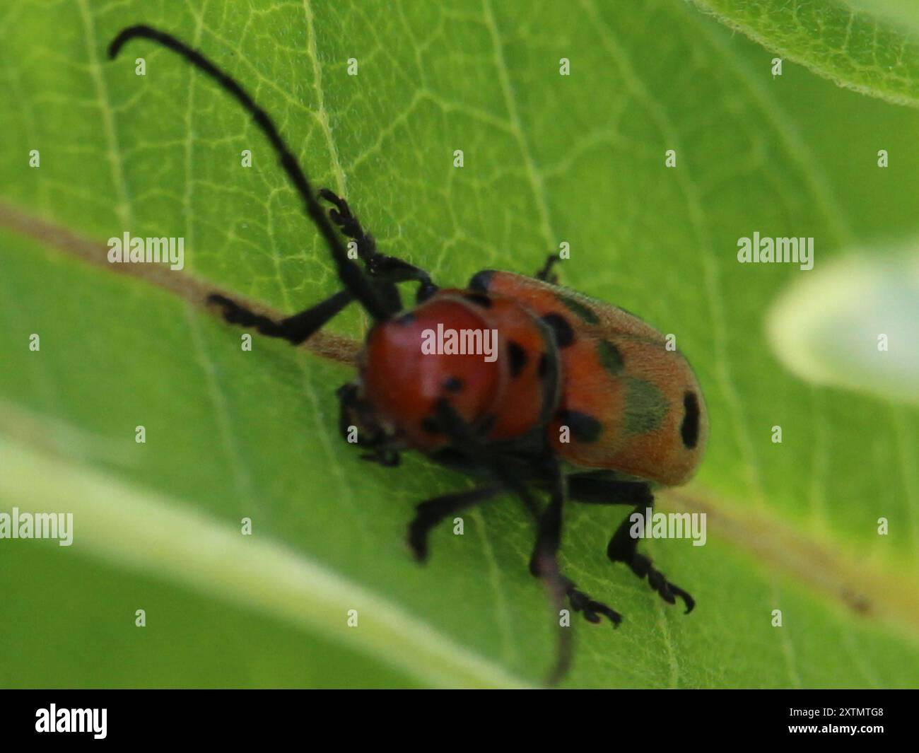 Red Milkweed Beetle (Tetraopes tetrophthalmus) Insecta Stock Photo - Alamy
