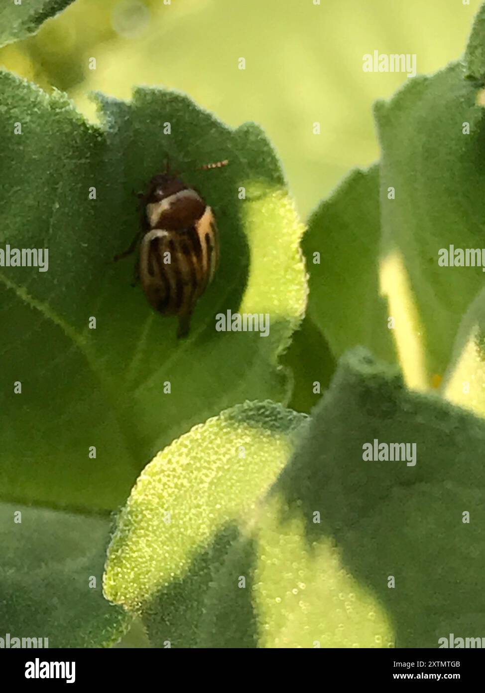 sunflower beetle (Calligrapha exclamationis) Insecta Stock Photo - Alamy