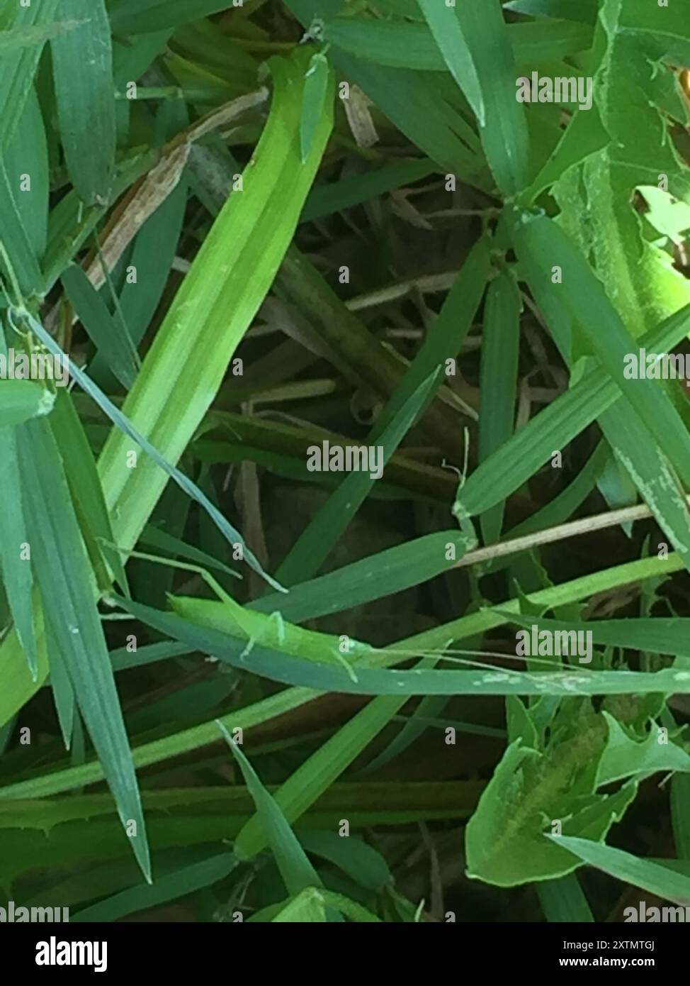 Common Coneheads (Neoconocephalus) Insecta Stock Photo - Alamy