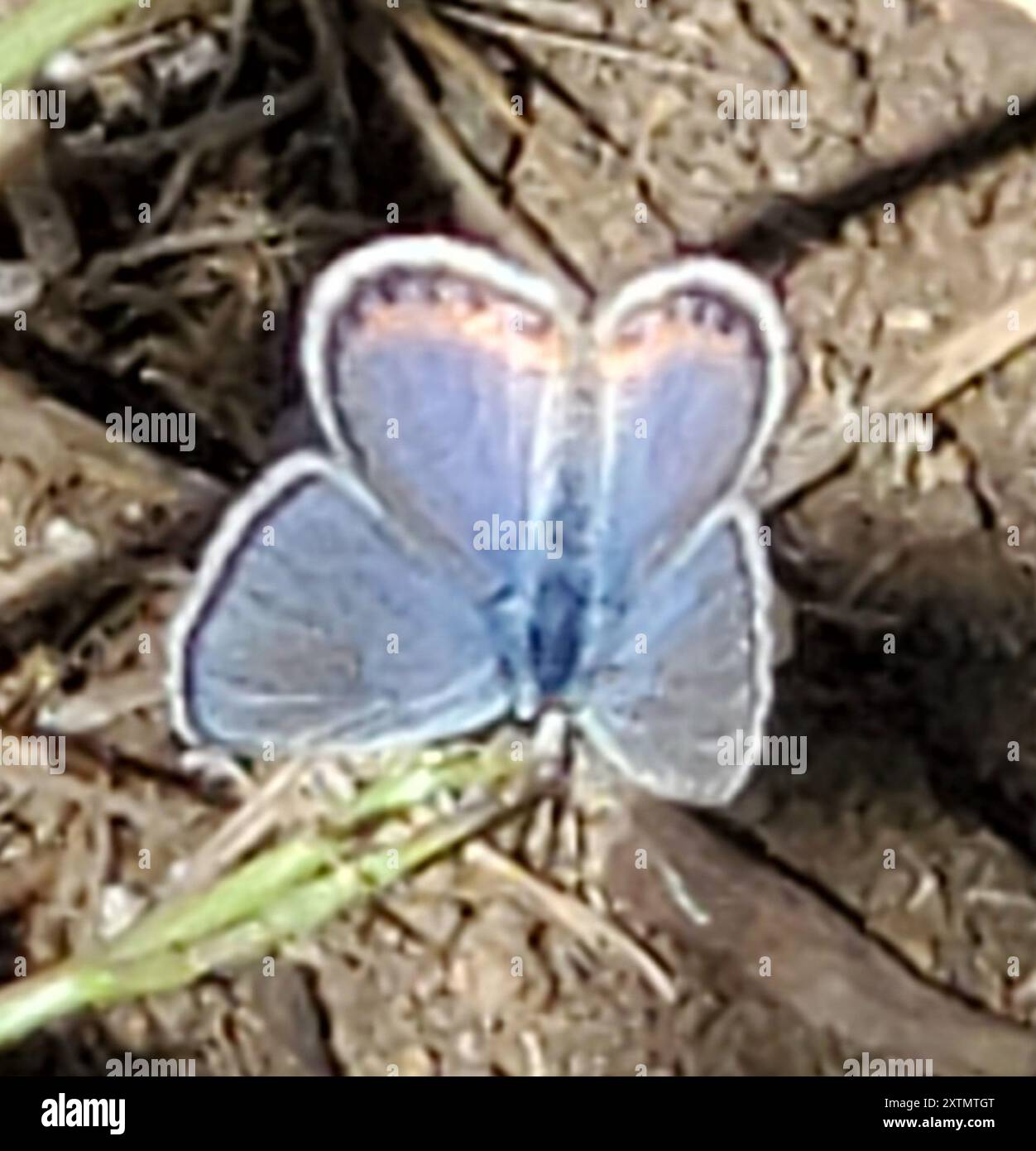 Acmon Blue (Icaricia acmon) Insecta Stock Photo - Alamy