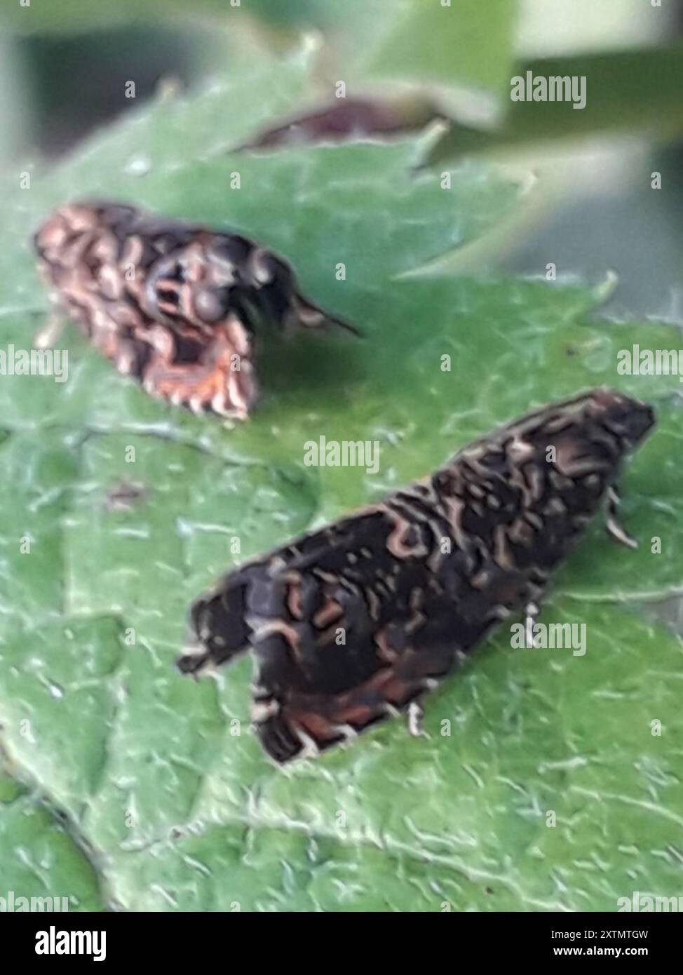 Cherry Bark Tortrix (Enarmonia formosana) Insecta Stock Photo - Alamy