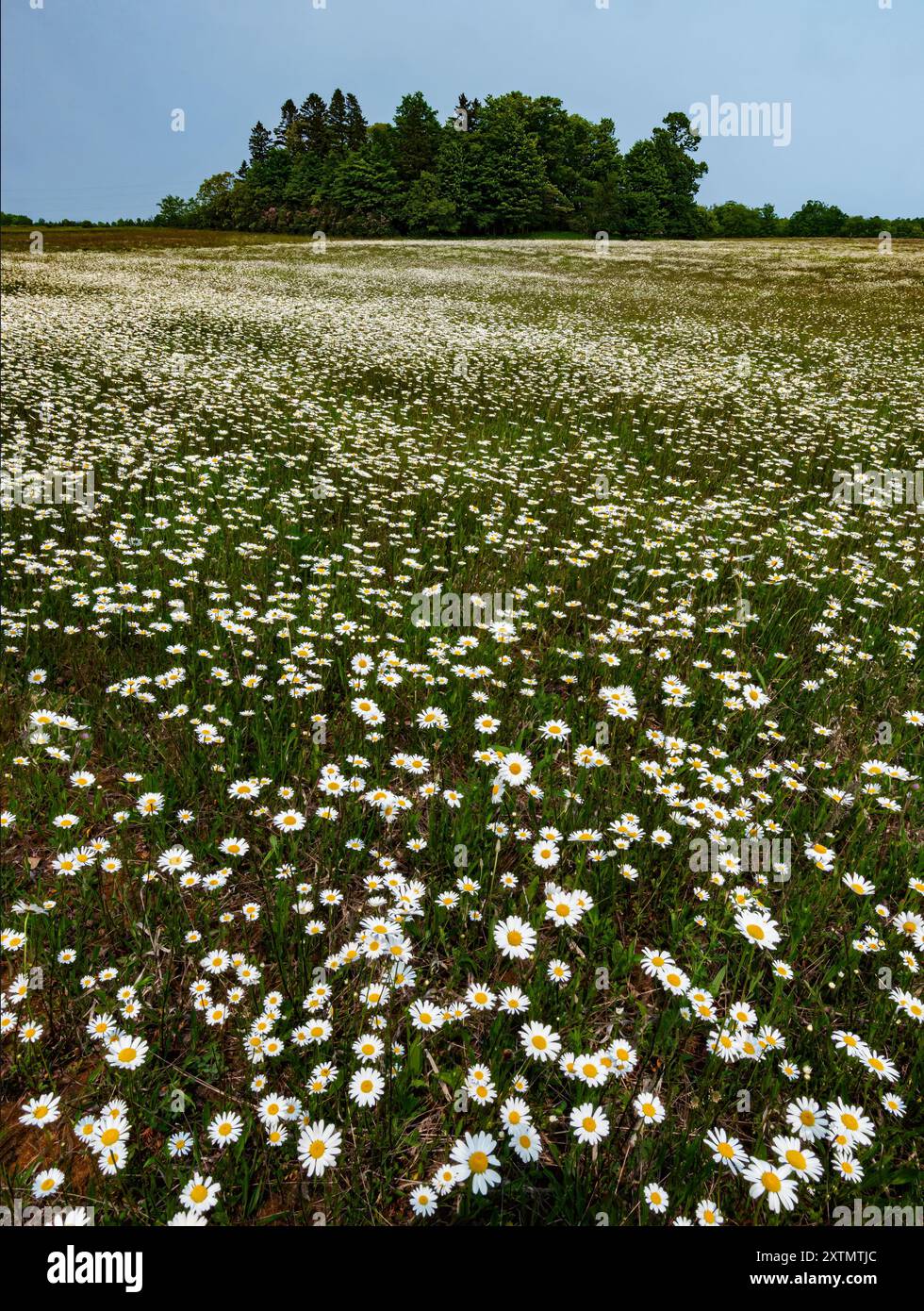 Spreads by rhizomes hi-res stock photography and images - Alamy