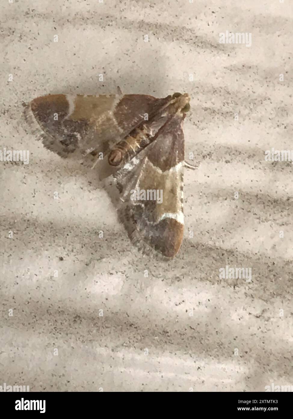 Meal moth (Pyralis farinalis) Insecta Stock Photo - Alamy