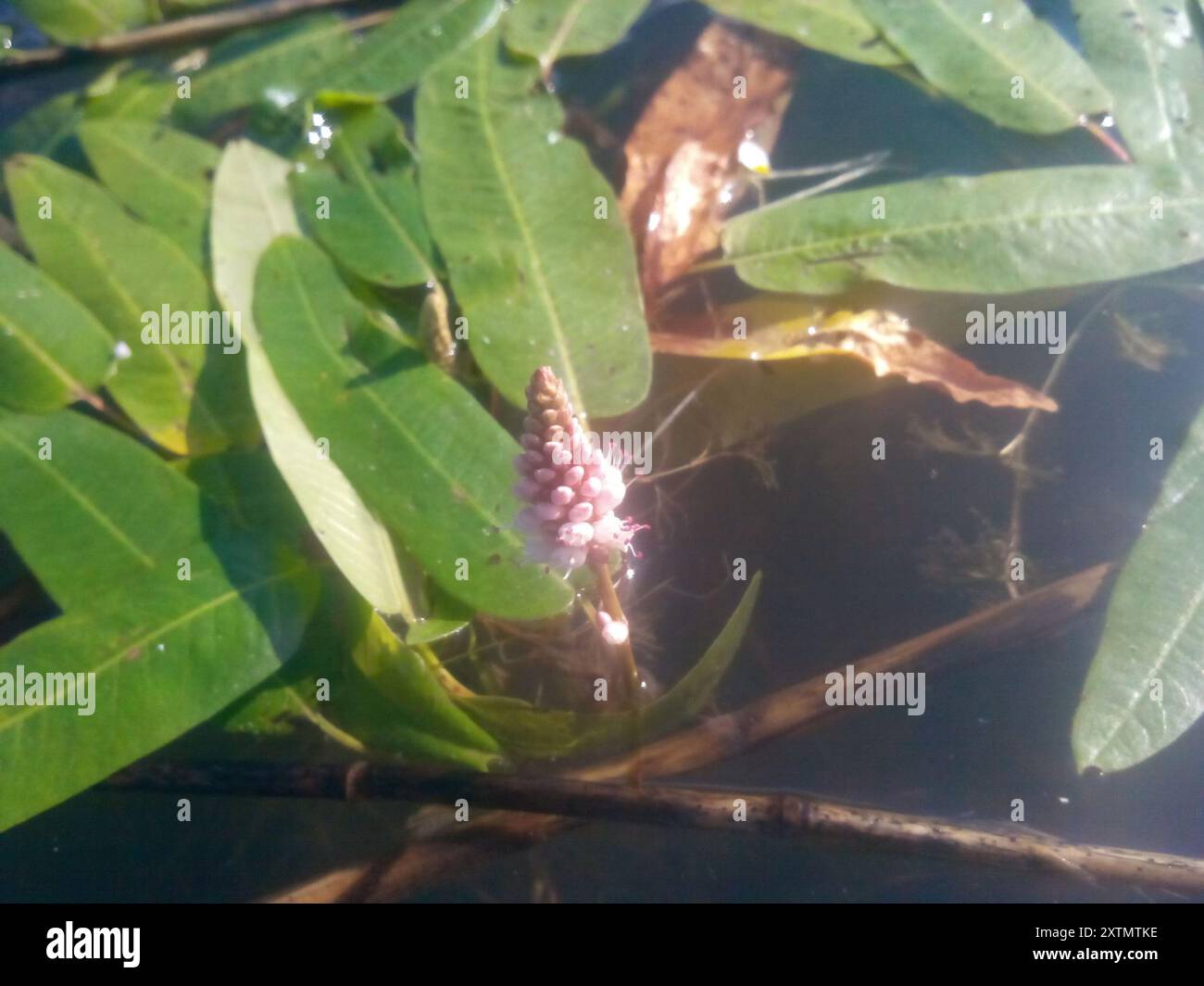 water smartweed (Persicaria amphibia) Plantae Stock Photo - Alamy