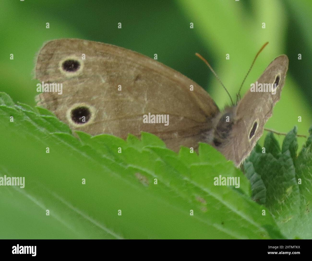 Little Wood Satyr (Megisto cymela) Insecta Stock Photo - Alamy