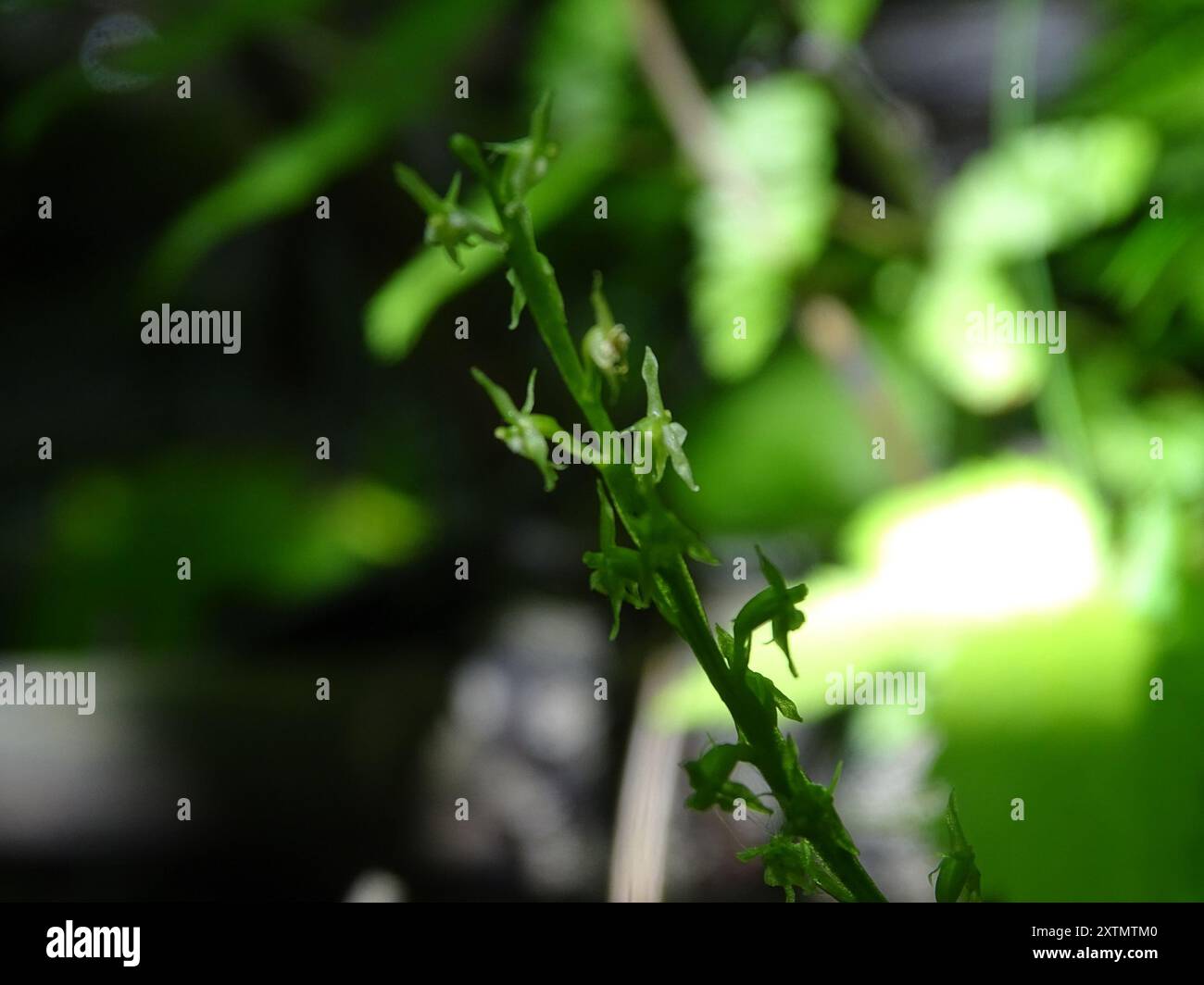 White Adder's-mouth (Malaxis brachypoda) Plantae Stock Photo - Alamy