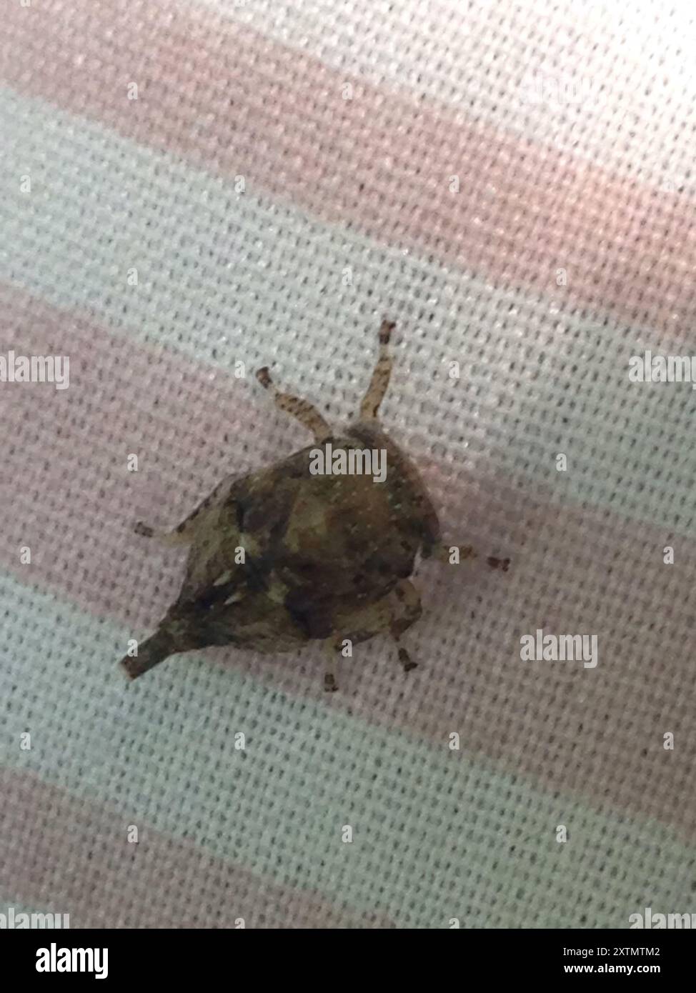 Typical Treehoppers (Membracidae) Insecta Stock Photo - Alamy