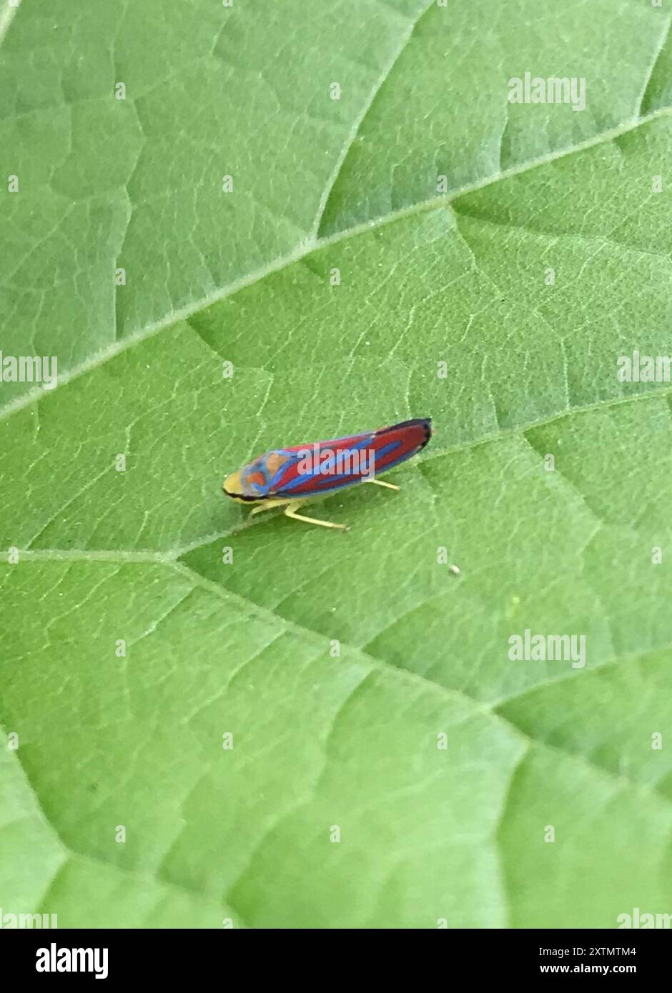 Red-banded Leafhopper (Graphocephala coccinea) Insecta Stock Photo - Alamy
