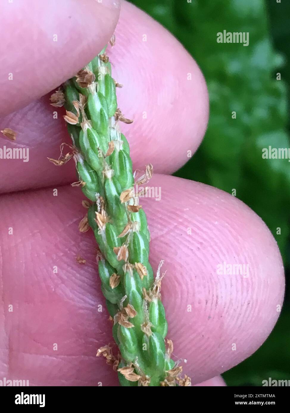 American plantain (Plantago rugelii) Plantae Stock Photo - Alamy