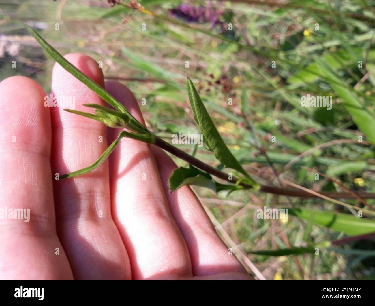 Devil's-bit Scabious (Succisa pratensis) Plantae Stock Photo - Alamy