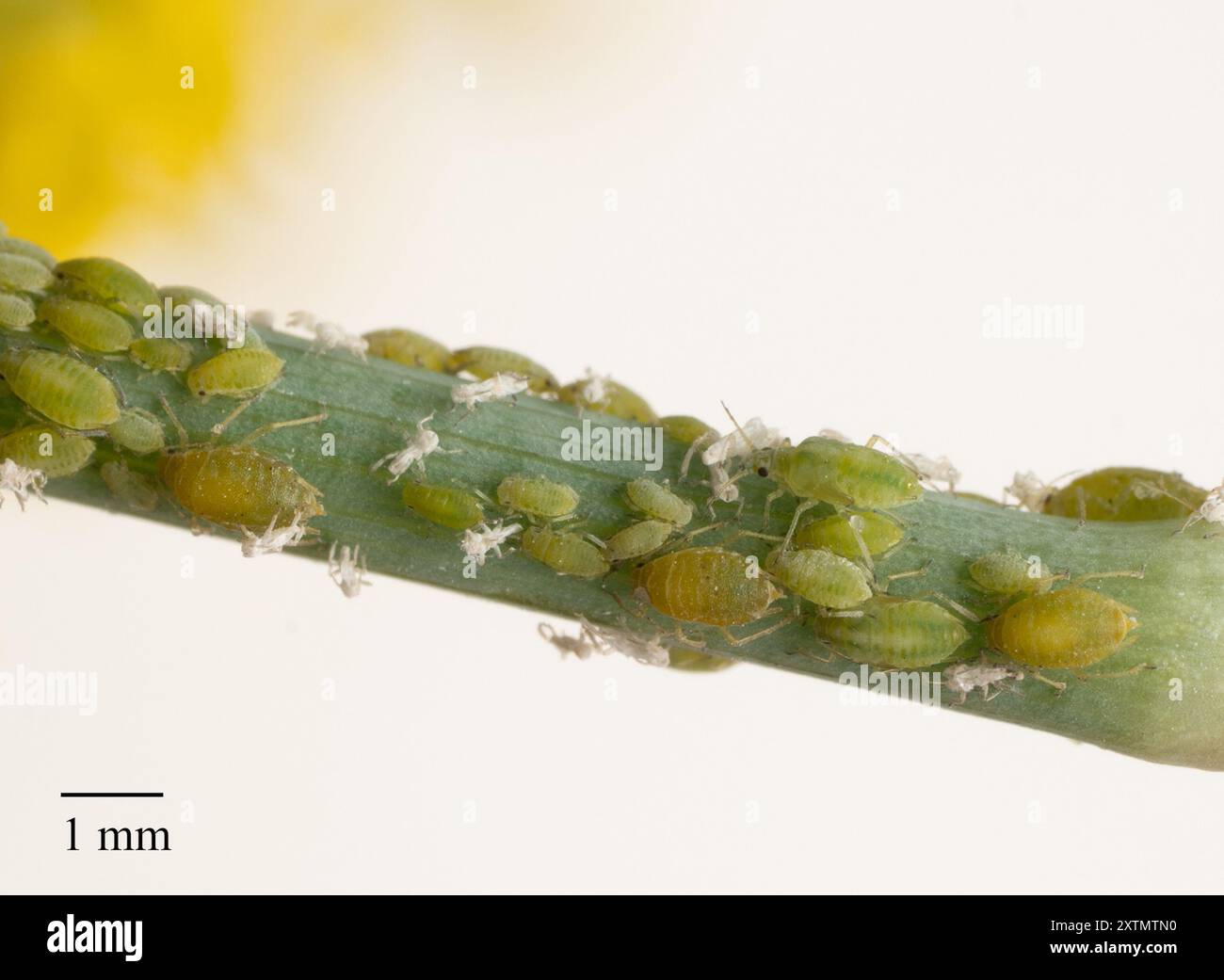 Carrot Aphid (Cavariella aegopodii) Insecta Stock Photo - Alamy