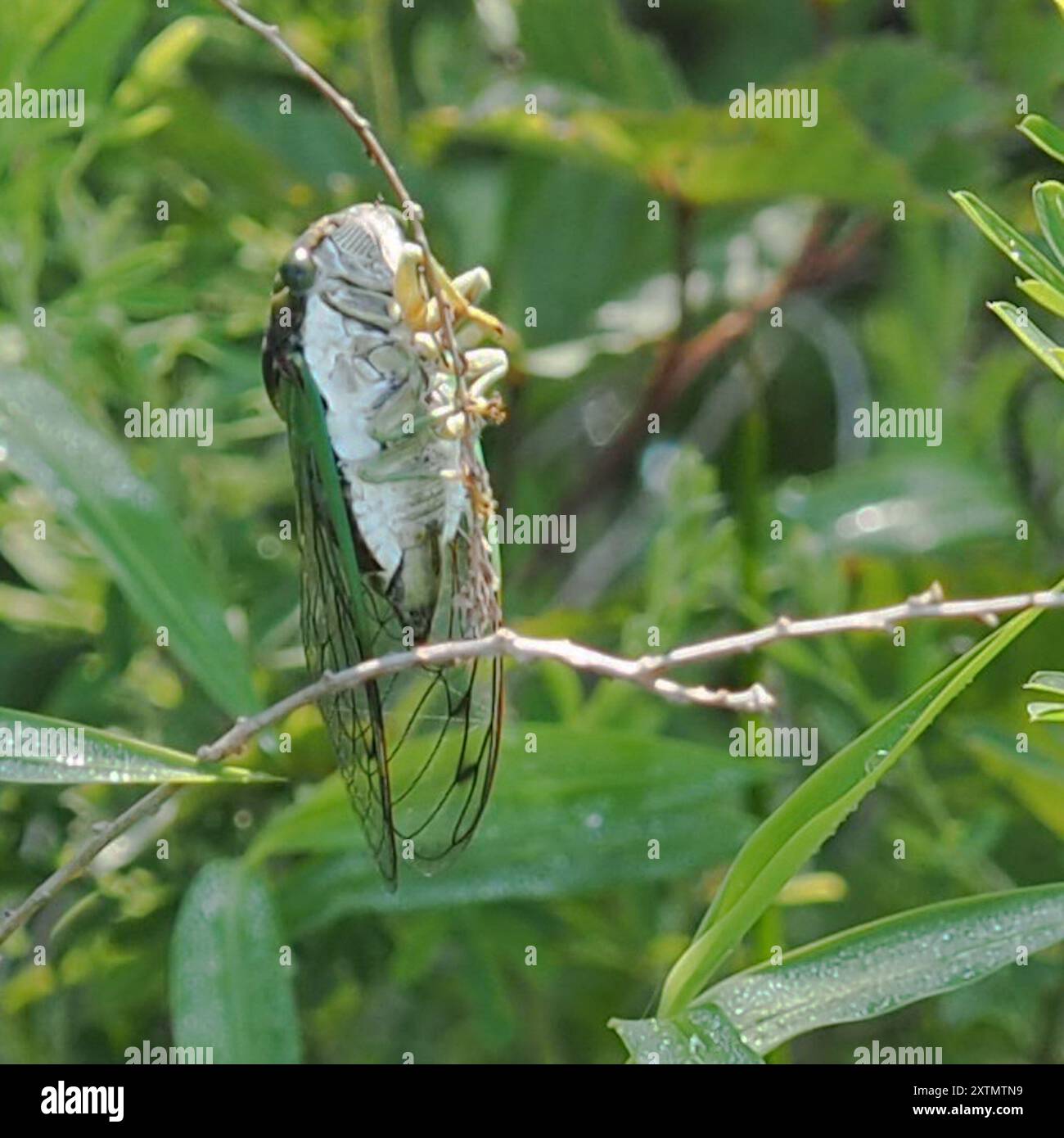 Swamp Cicada (Neotibicen tibicen) Insecta Stock Photo - Alamy