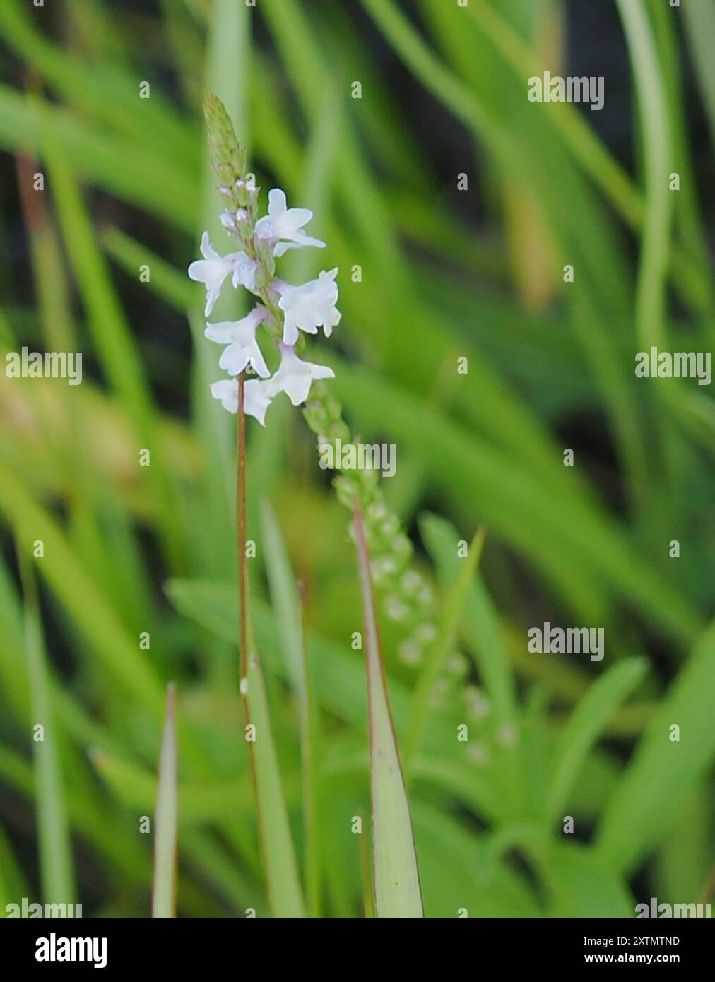 Narrowleaf Vervain (Verbena simplex) Plantae Stock Photo - Alamy