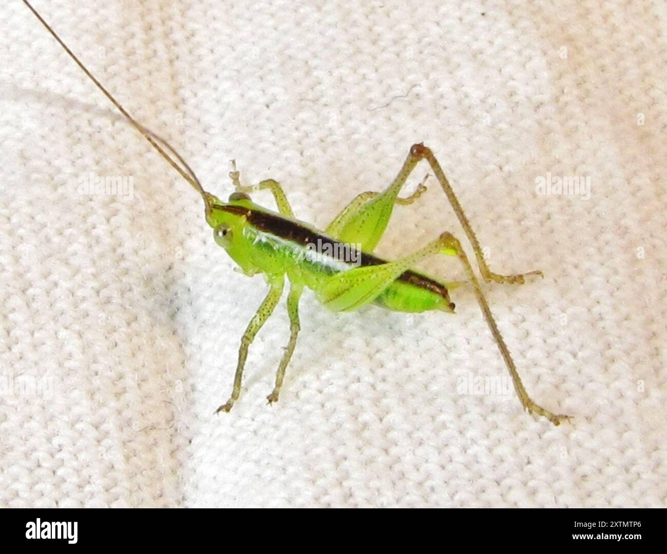 Common Meadow Katydids (Conocephalini) Insecta Stock Photo - Alamy