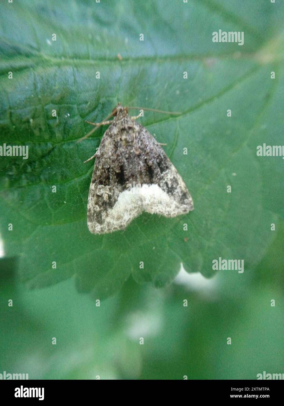 Marbled White-spot (Deltote pygarga) Insecta Stock Photo - Alamy