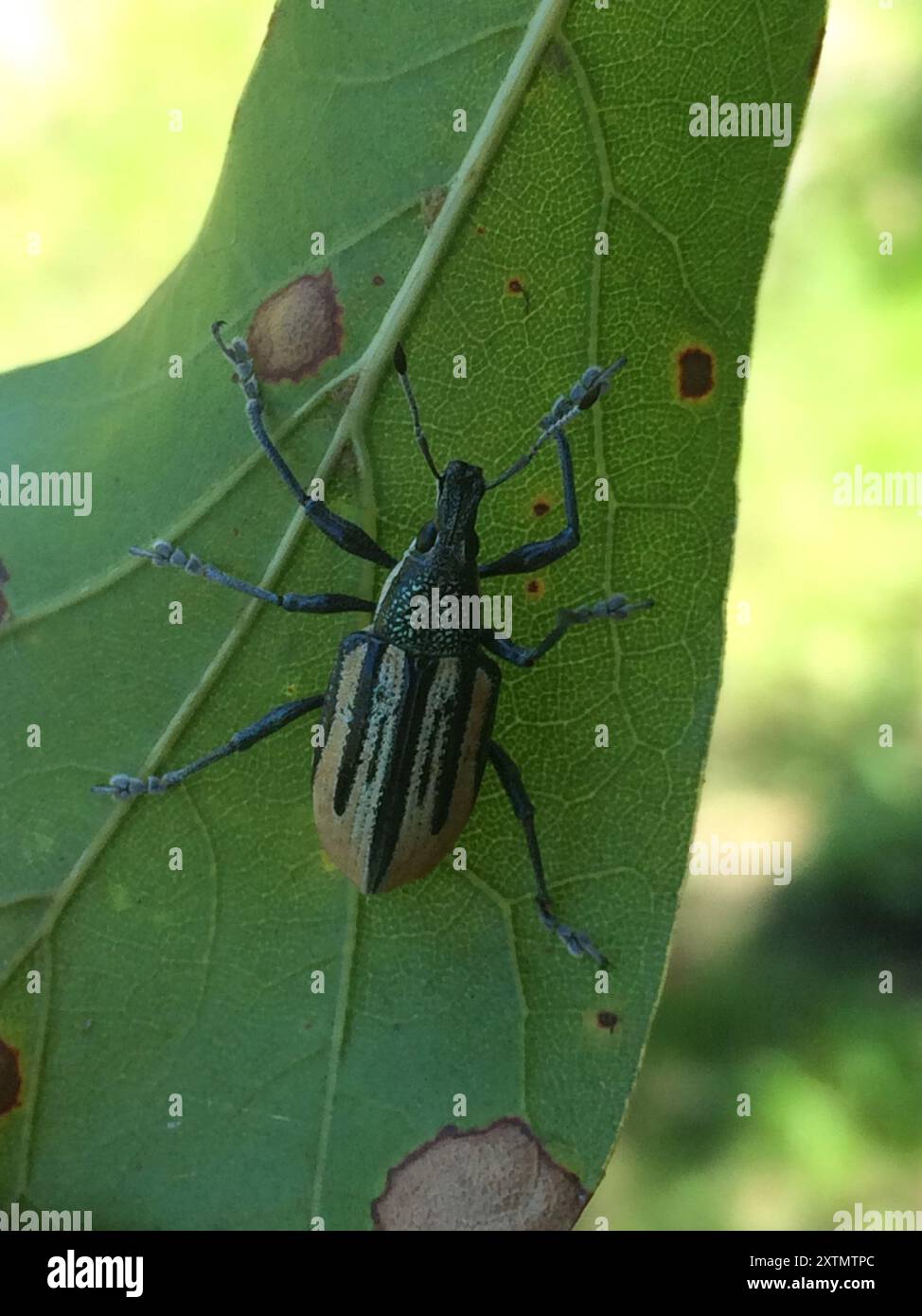 Diaprepes Root Weevil (Diaprepes abbreviatus) Insecta Stock Photo - Alamy