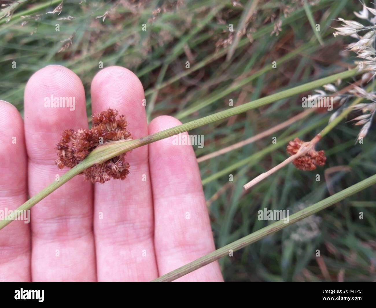 Compact rush juncus conglomeratus hi-res stock photography and images ...
