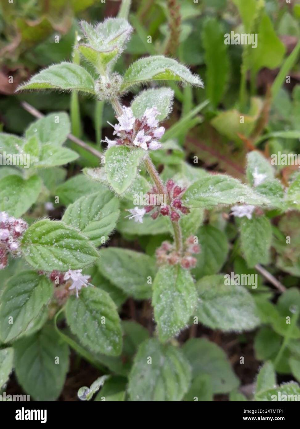 corn mint (Mentha arvensis) Plantae Stock Photo - Alamy