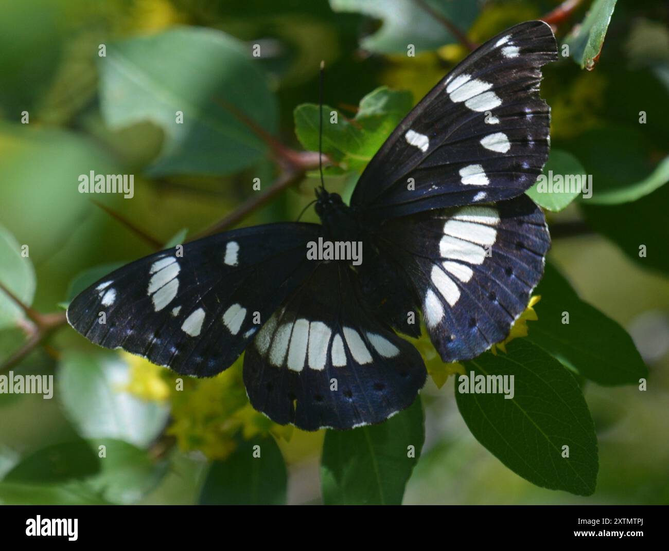 Southern White Admiral (Limenitis reducta) Insecta Stock Photo - Alamy