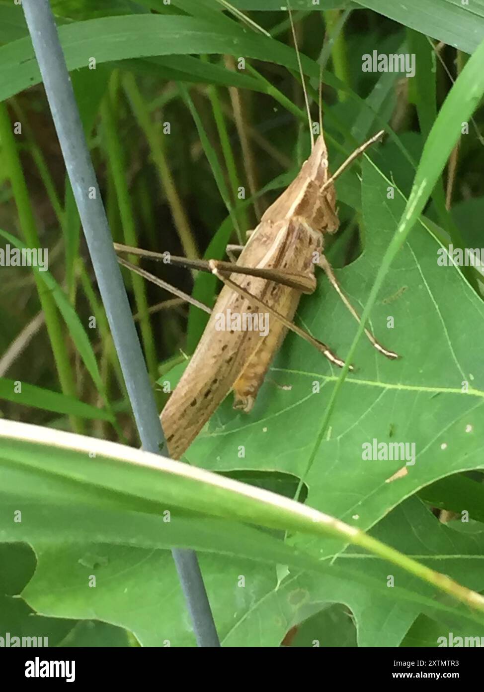 Common Coneheads (Neoconocephalus) Insecta Stock Photo - Alamy