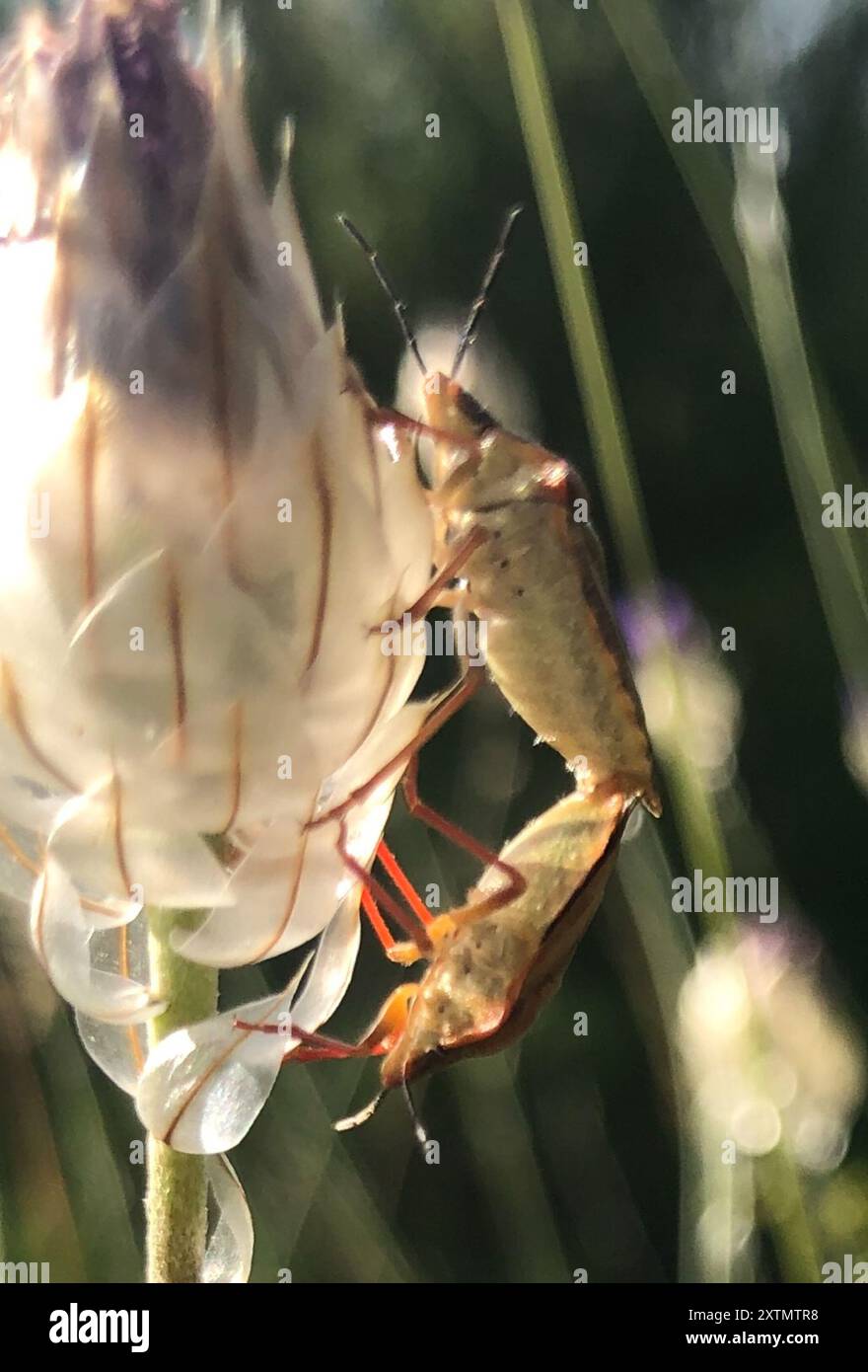 Black-shouldered Shieldbug (Carpocoris purpureipennis) Insecta Stock ...