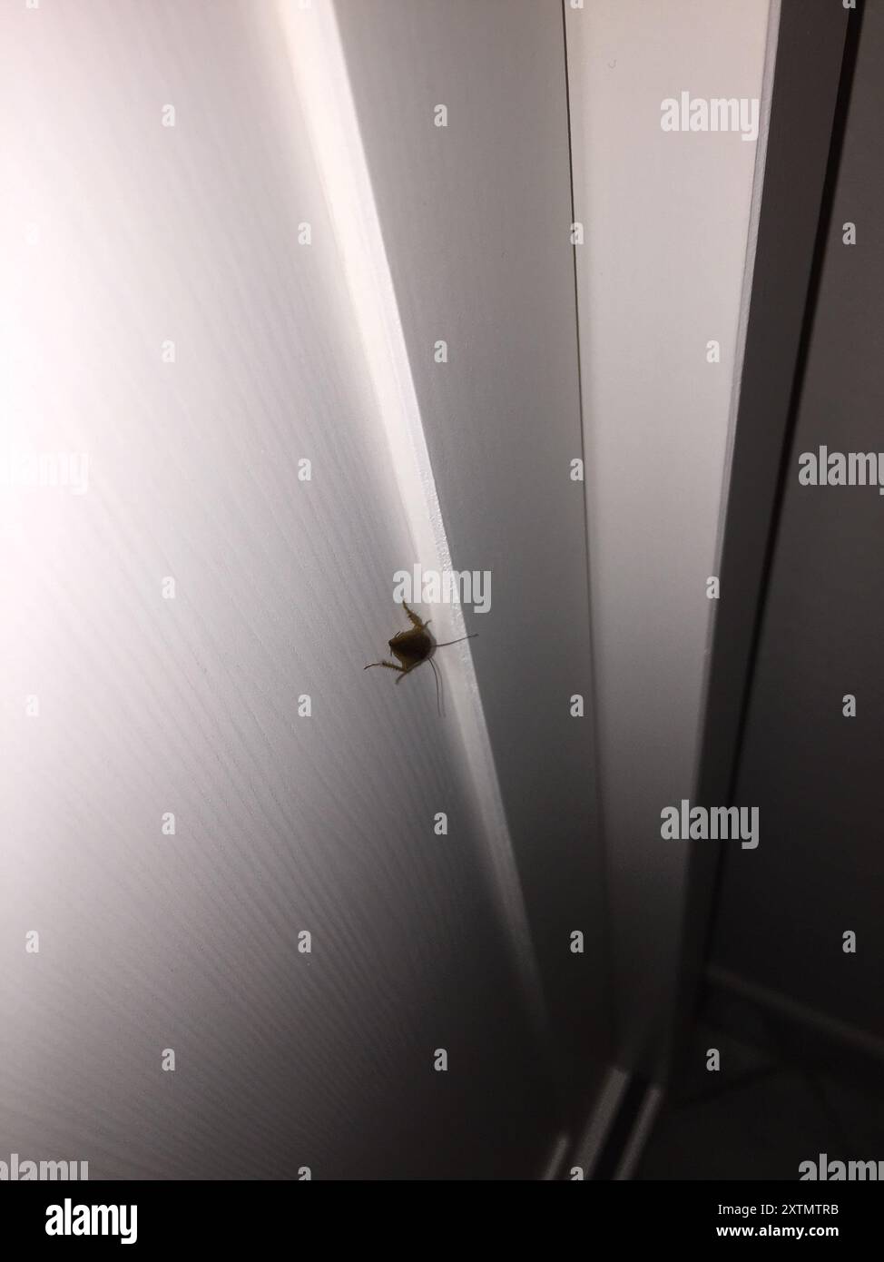 Dusky Cockroach (Ectobius lapponicus) Insecta Stock Photo - Alamy