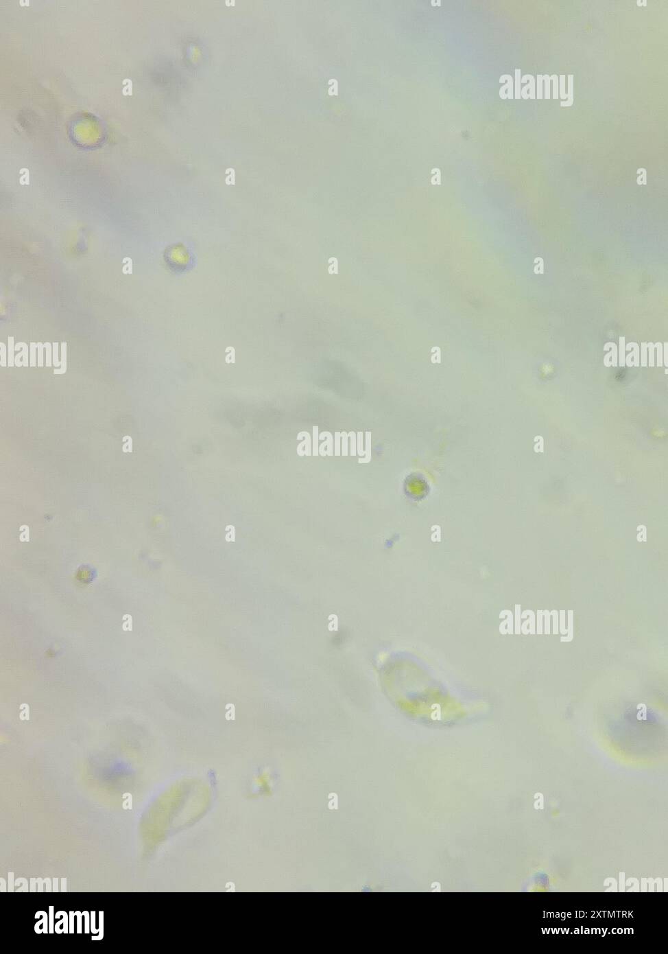 Phloeomana hi-res stock photography and images - Alamy