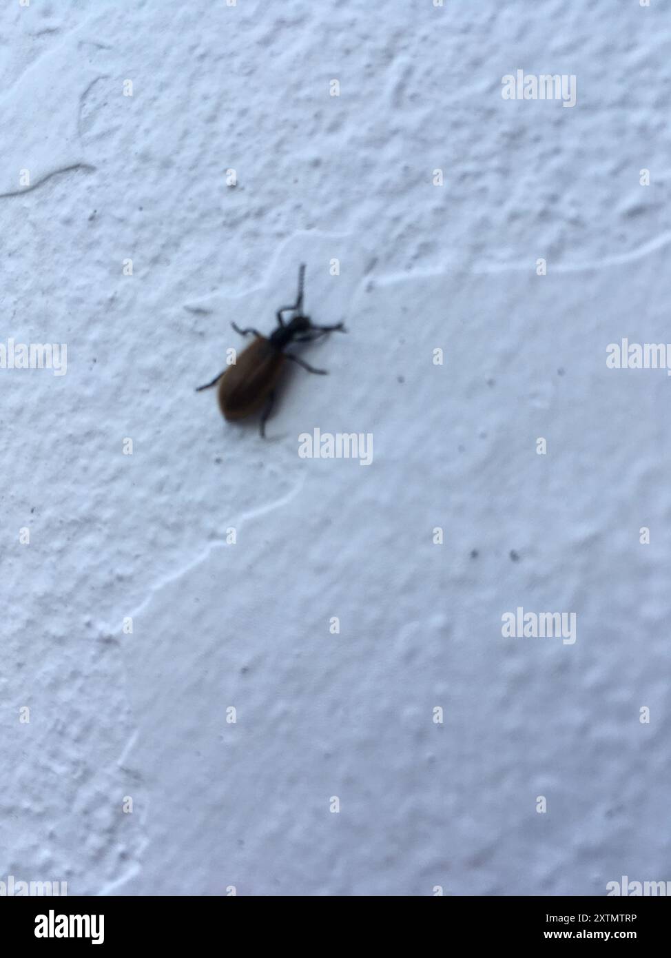 Rough-Haired Lagria Beetle (Lagria hirta) Insecta Stock Photo - Alamy