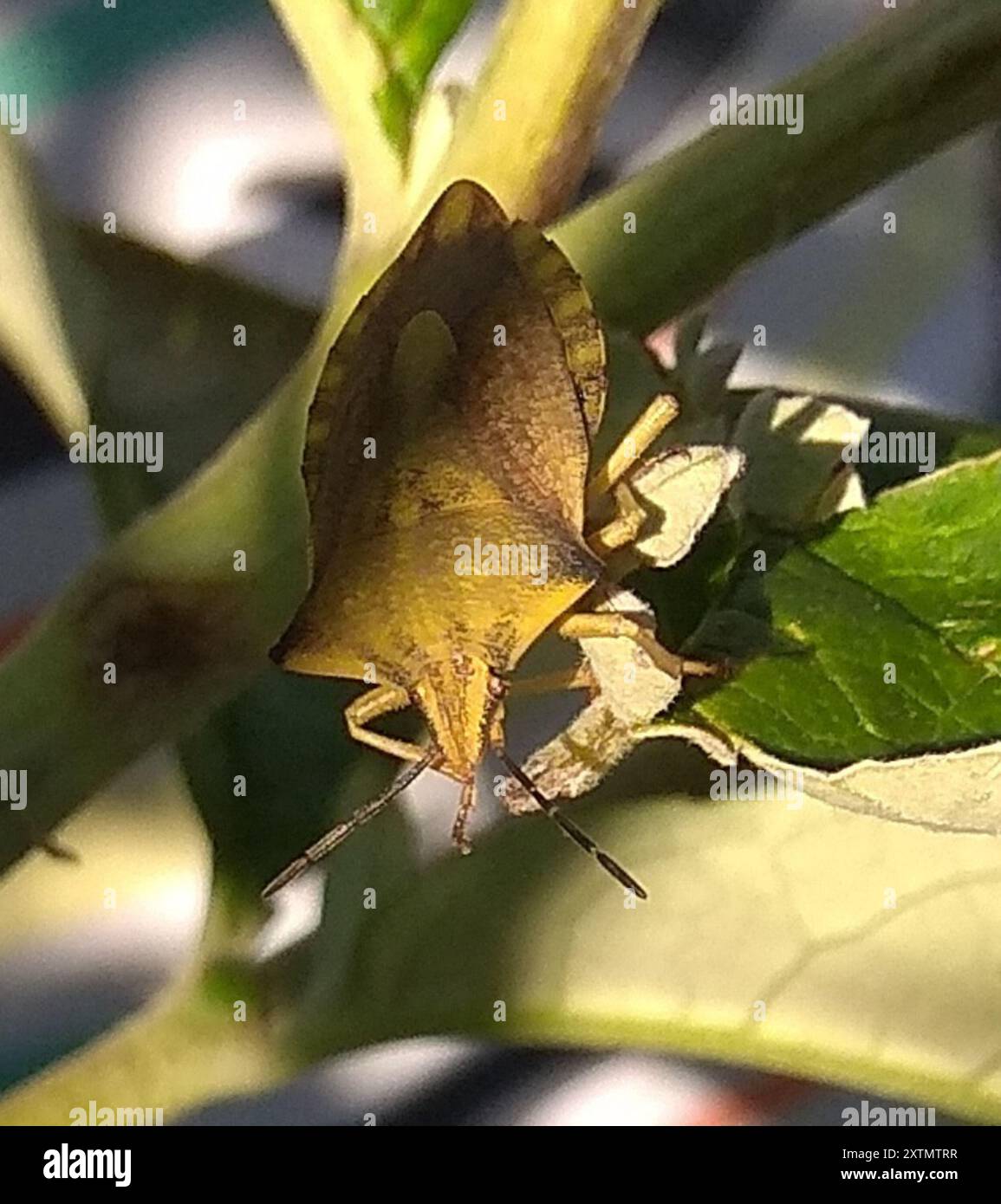 northern fruit bug (Carpocoris fuscispinus) Insecta Stock Photo - Alamy