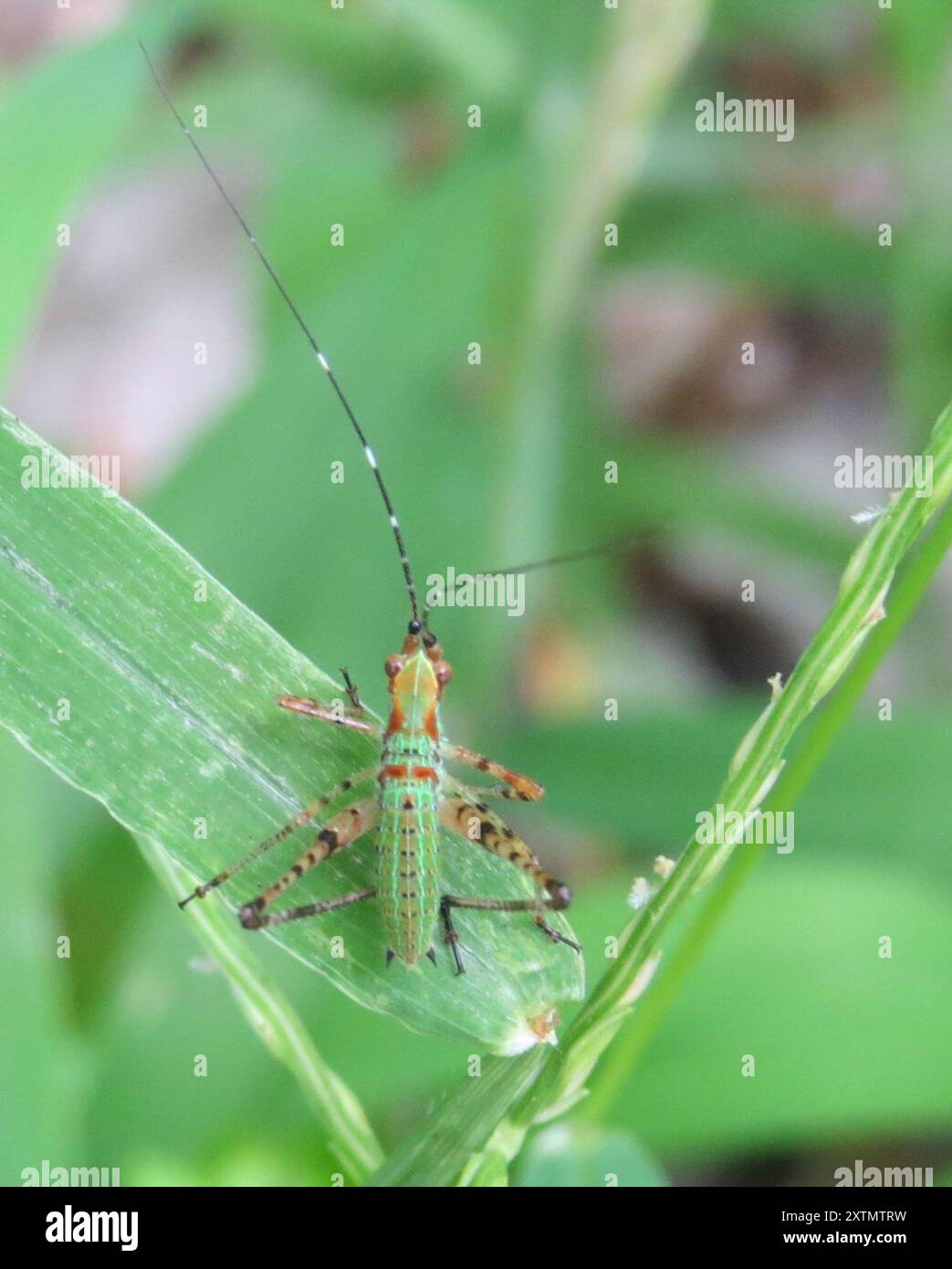 Fork-tailed Bush Katydid (Scudderia furcata) Insecta Stock Photo - Alamy