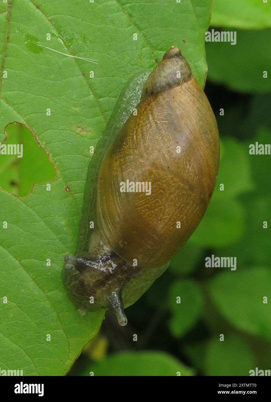 Amber Snails (Succineidae) Mollusca Stock Photo - Alamy