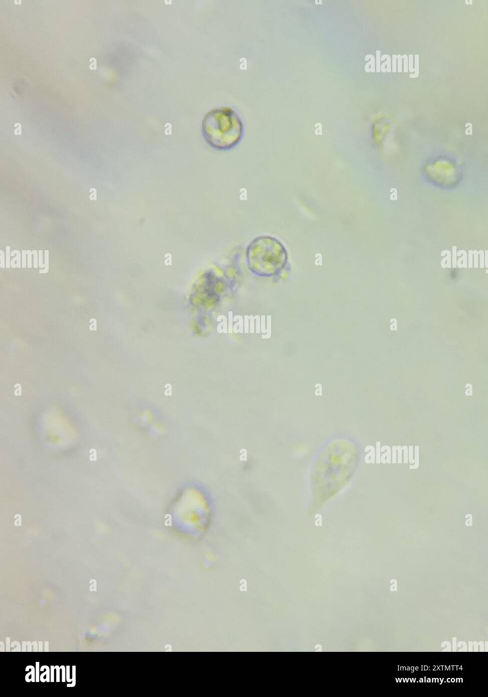 Phloeomana hi-res stock photography and images - Alamy