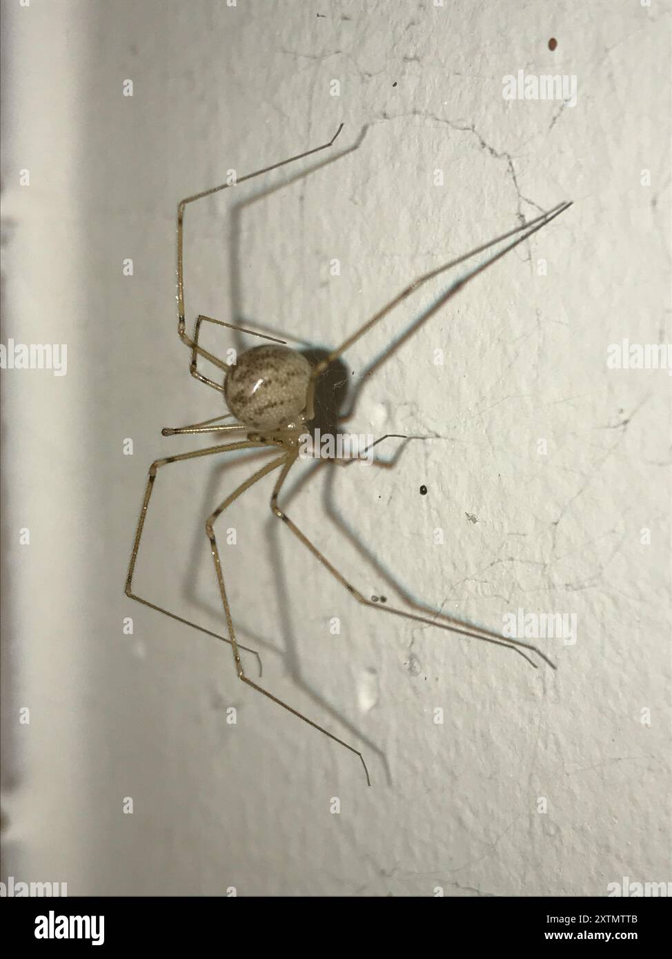 Cellar Spiders (Pholcidae) Arachnida Stock Photo - Alamy
