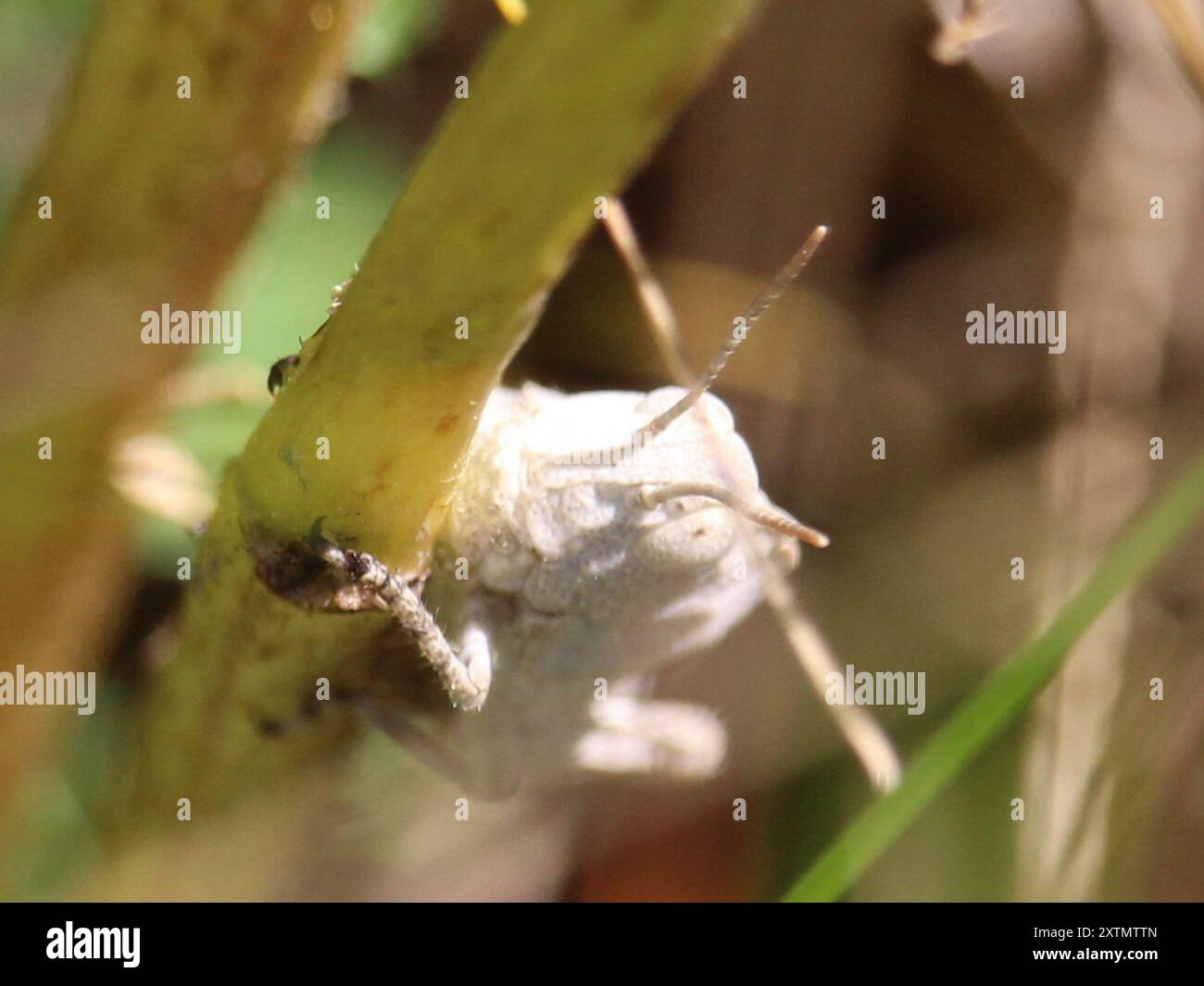 Carolina Grasshopper (Dissosteira carolina) Insecta Stock Photo - Alamy