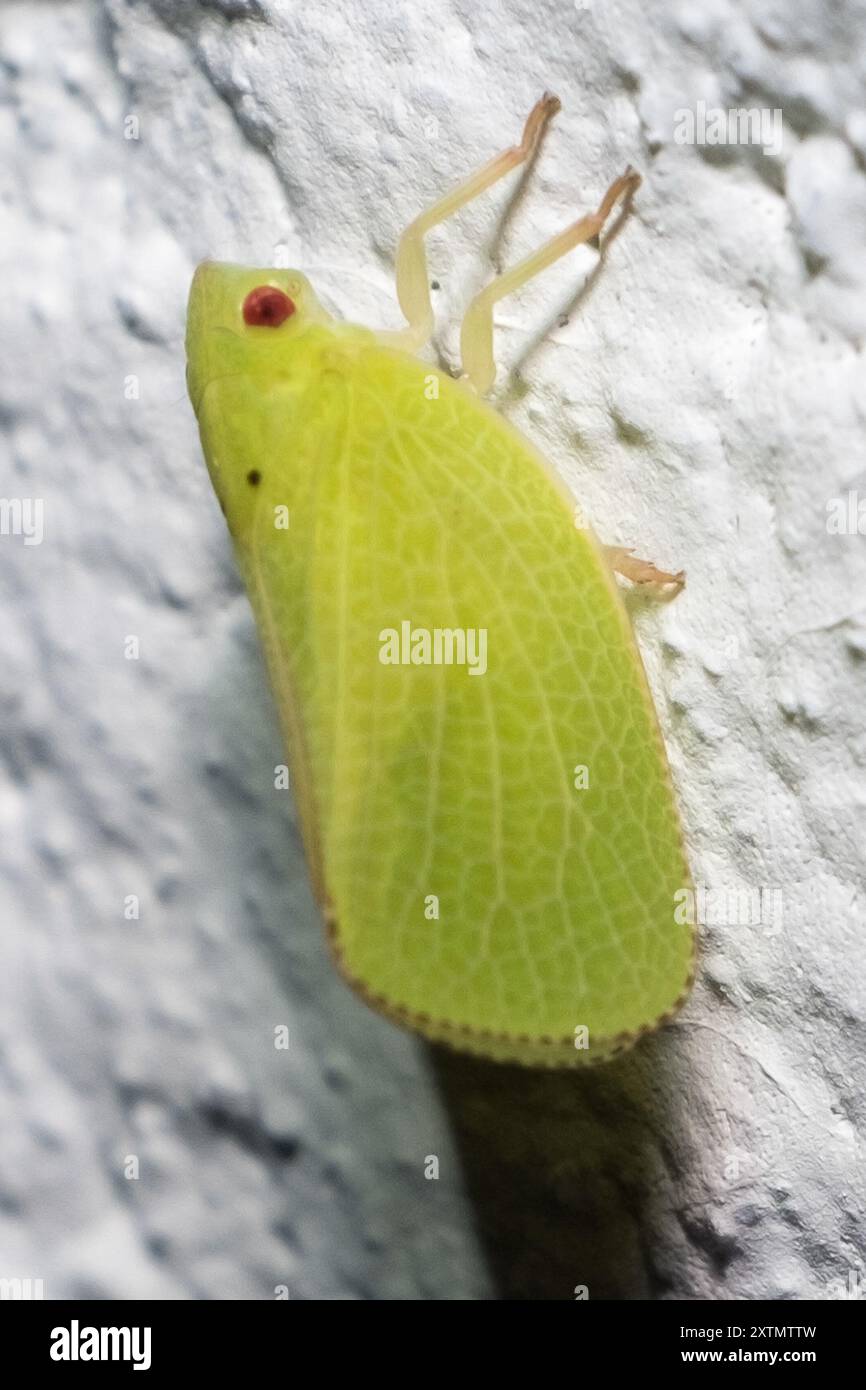 Green Cone-headed Planthopper (Acanalonia conica) Insecta Stock Photo ...
