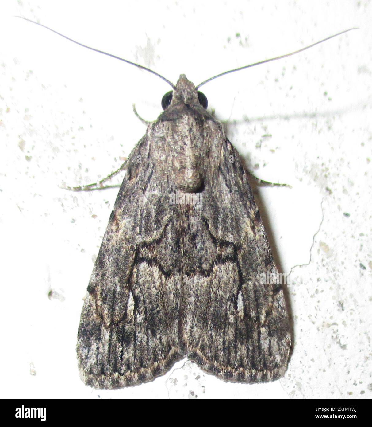 Butterflies and Moths (Lepidoptera) Insecta Stock Photo - Alamy