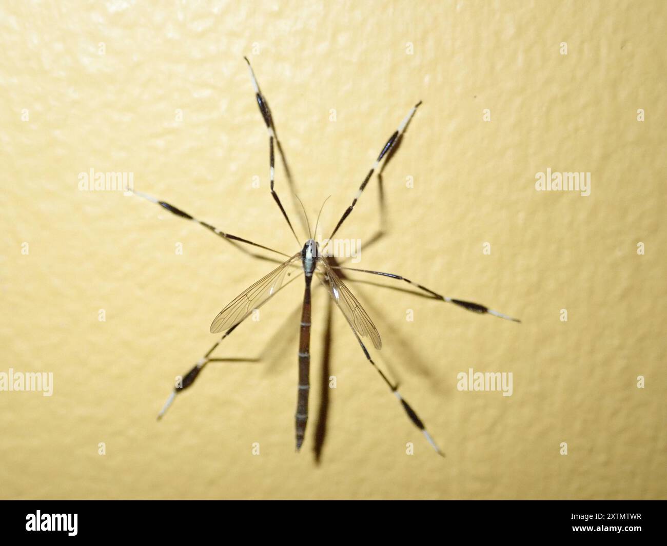 Eastern Phantom Crane Fly (Bittacomorpha clavipes) Insecta Stock Photo ...