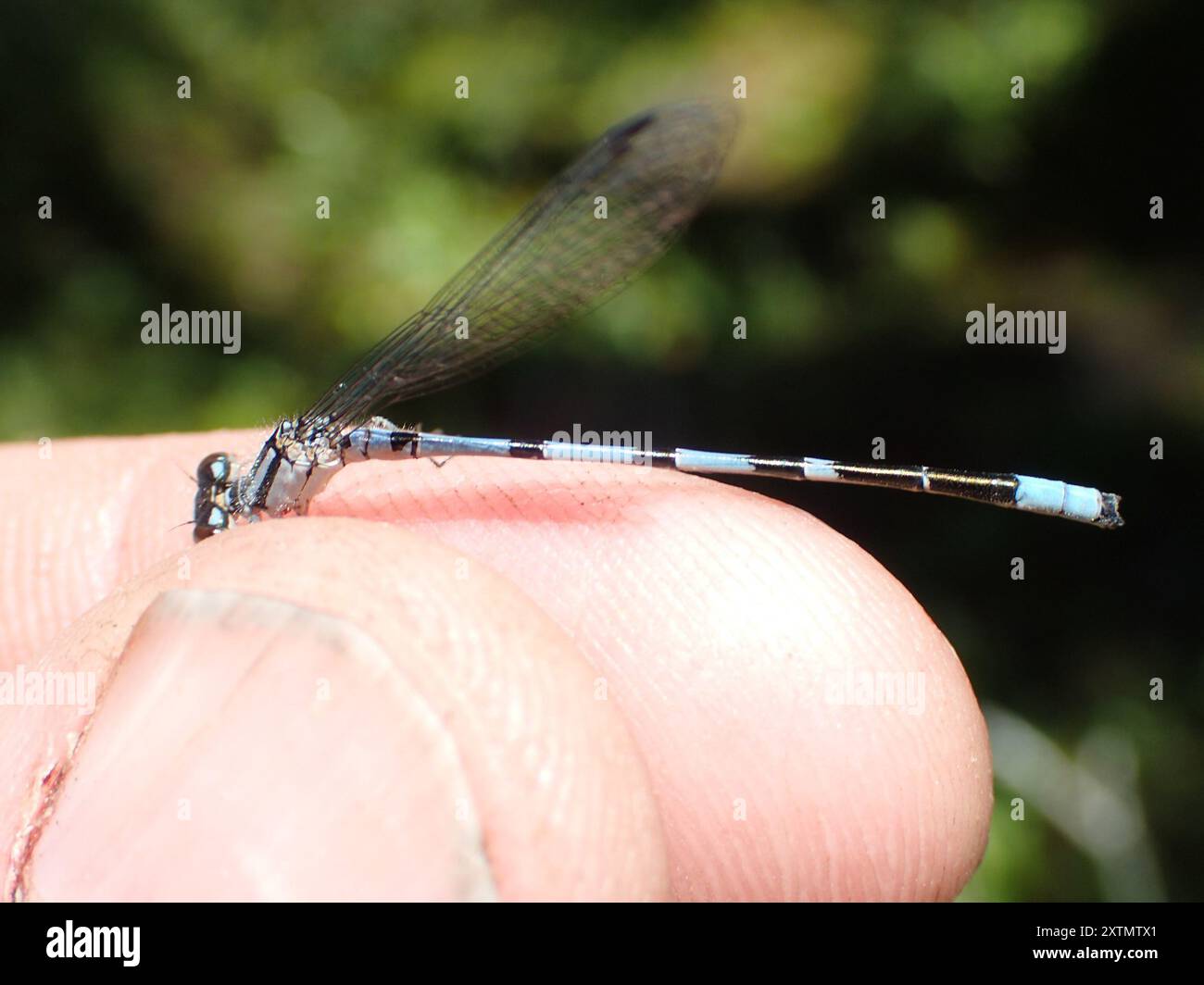 Marsh Bluet (Enallagma ebrium) Insecta Stock Photo - Alamy
