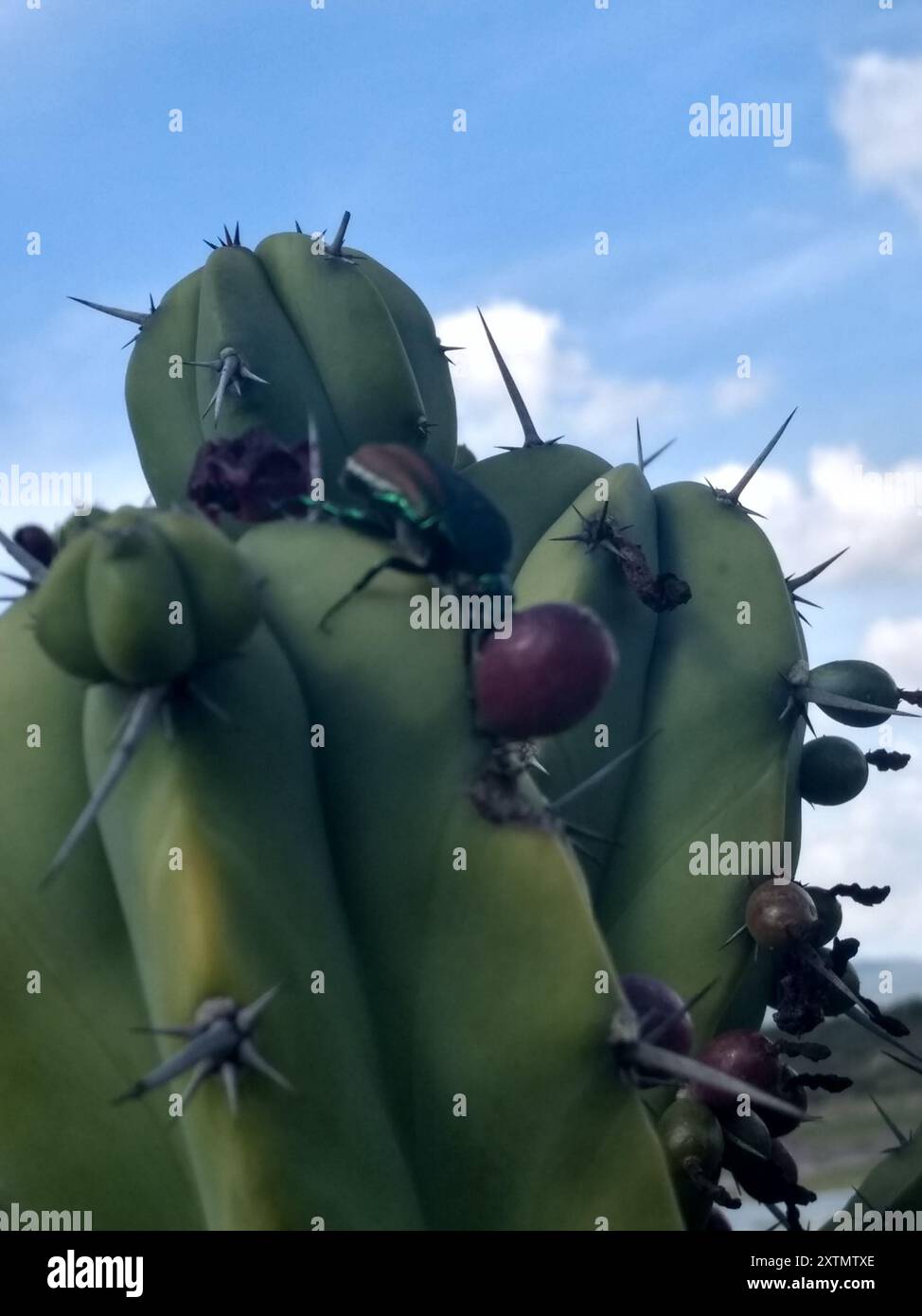 Figeater Beetle (Cotinis mutabilis) Insecta Stock Photo - Alamy