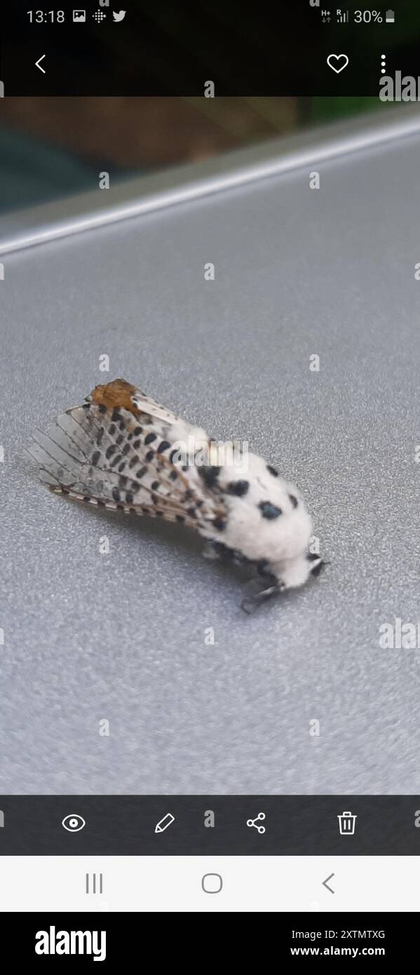 Wood Leopard Moth (Zeuzera pyrina) Insecta Stock Photo - Alamy