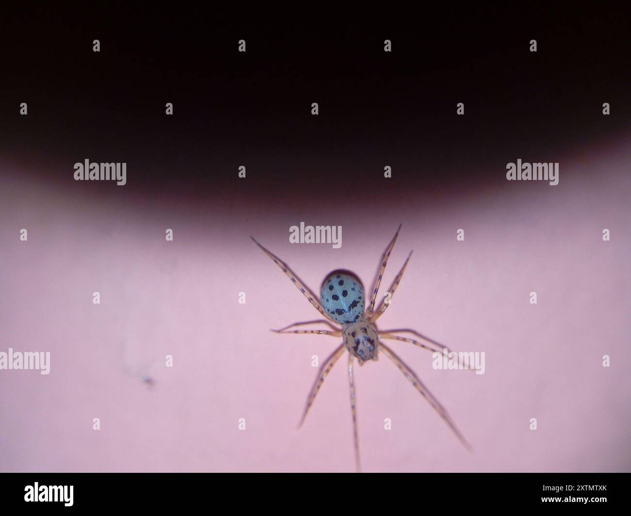 Common spitting spider hi-res stock photography and images - Alamy