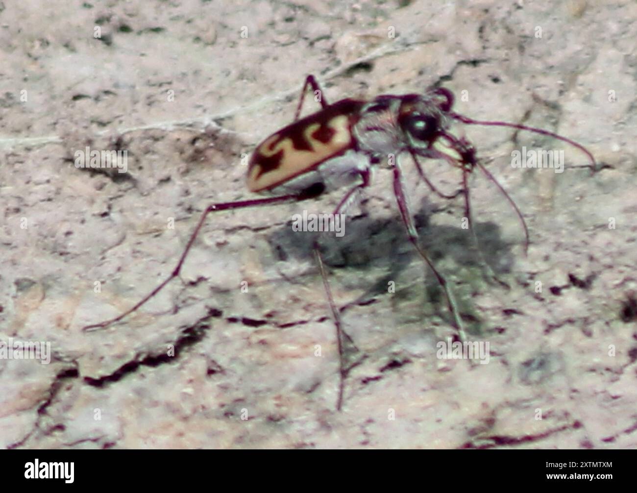 Elliptical-winged Tiger Beetles (Ellipsoptera) Insecta Stock Photo - Alamy