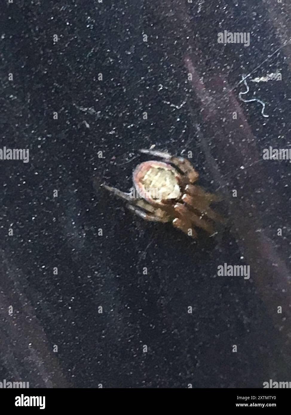 Silver-sided Sector Spider (Zygiella x-notata) Arachnida Stock Photo ...
